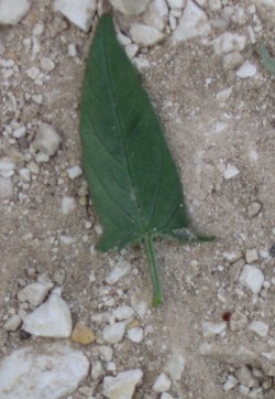 Cyprus Wild Flowers Database
