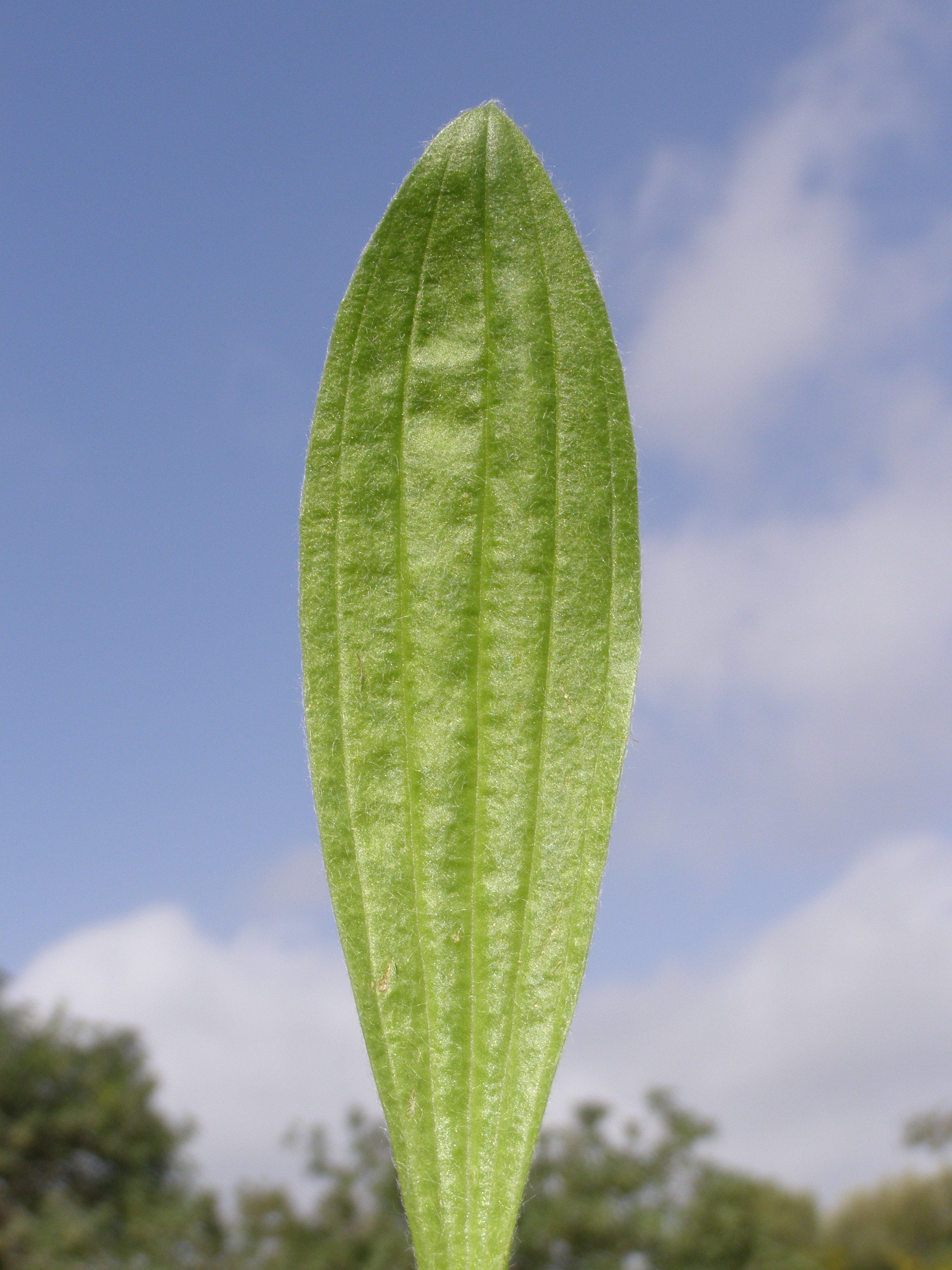 Cyprus Wild Flowers Database